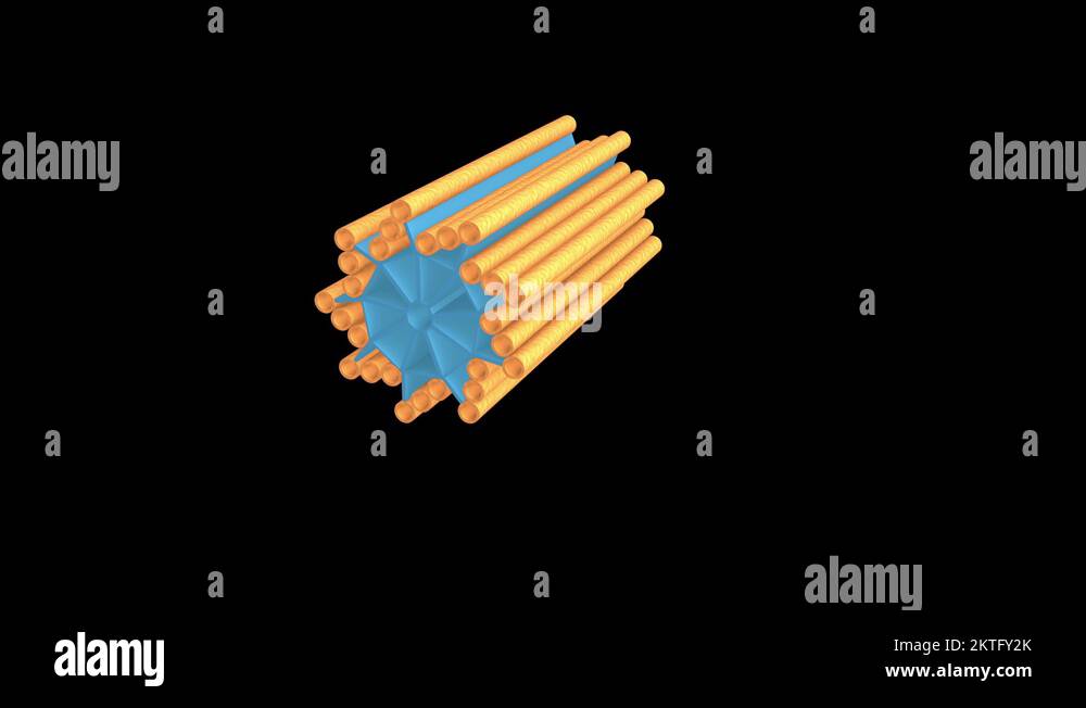 Centrosome structure Stock Videos & Footage - HD and 4K Video Clips - Alamy