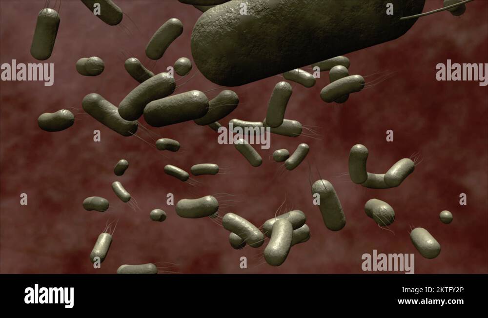 Salmonella Stock Videos & Footage - HD and 4K Video Clips - Alamy