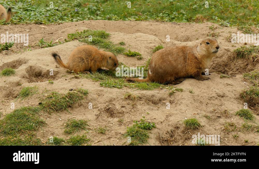 Prairie dogs burrow Stock Videos & Footage - HD and 4K Video Clips - Alamy