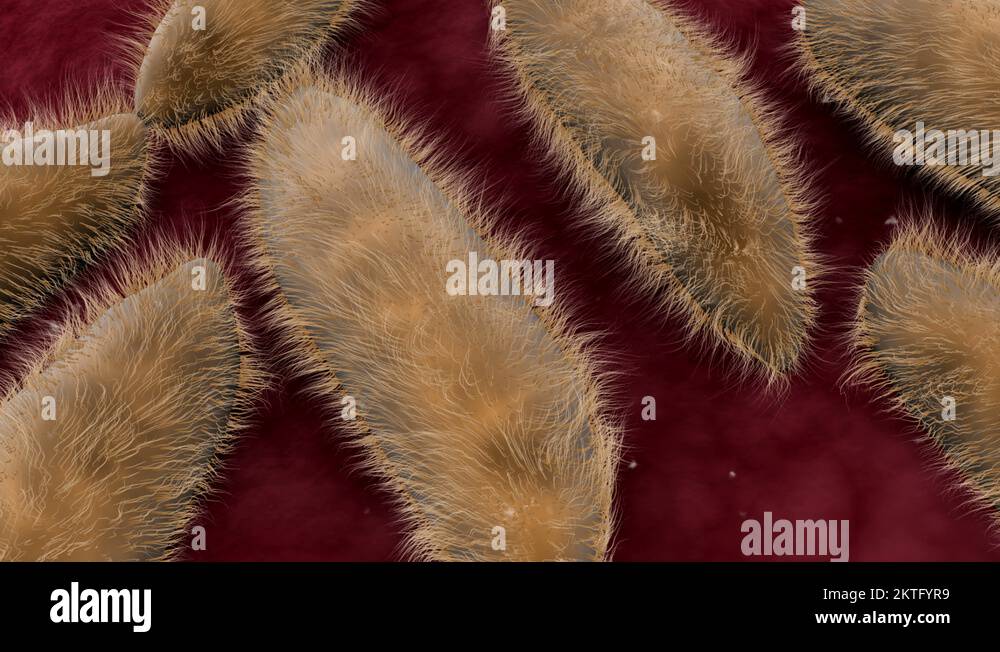 Microscopic visualization of paramecium inside human body Stock Video ...