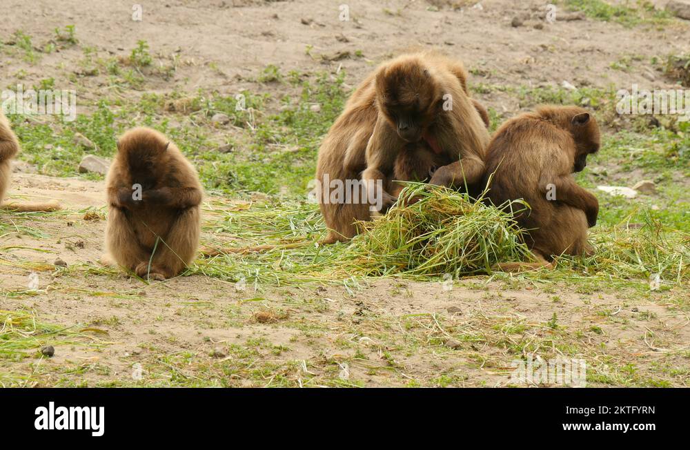 Gelada monkey family eating 4K UHD Stock Video Footage - Alamy