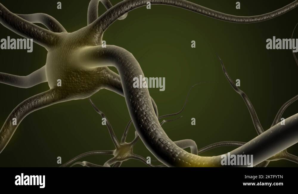 Multiplenervecells Stock Videos & Footage - HD and 4K Video Clips - Alamy