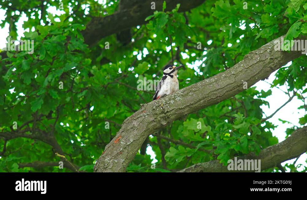 Woodpecker in oak tree Stock Videos & Footage - HD and 4K Video Clips ...