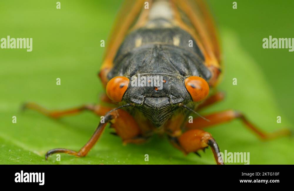 4K Brood V 17-year periodical cicada (Magicicada cassinii) - Front View ...