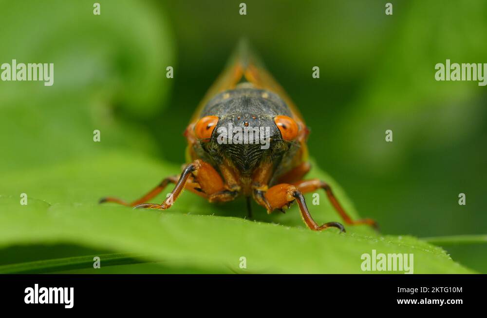 4K Brood V 17-year periodical cicada (Magicicada cassinii) - Front View ...
