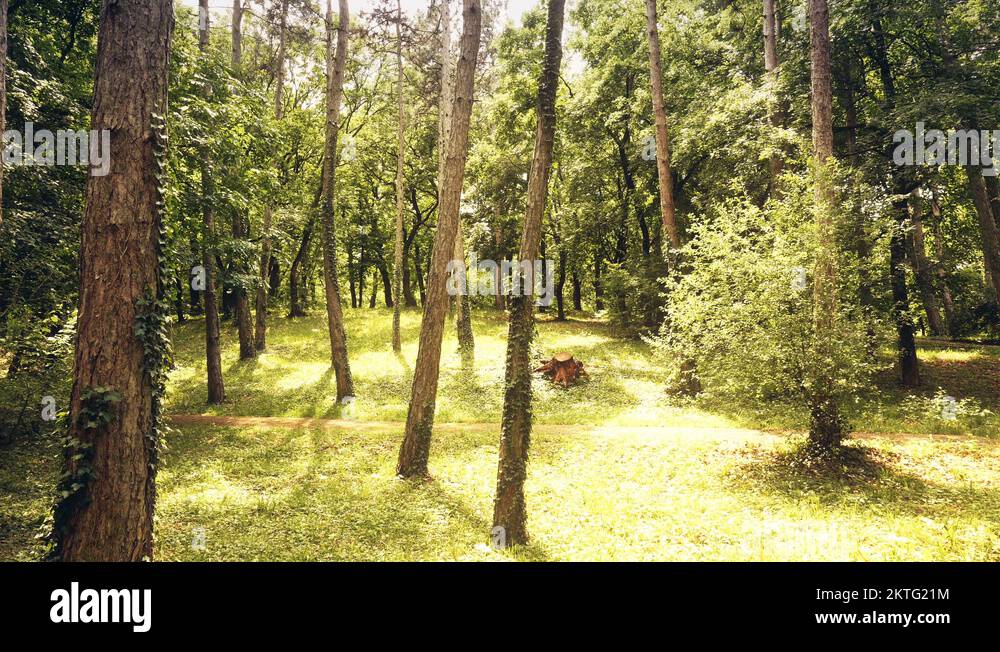 Glade in pine forest Stock Videos & Footage - HD and 4K Video Clips - Alamy