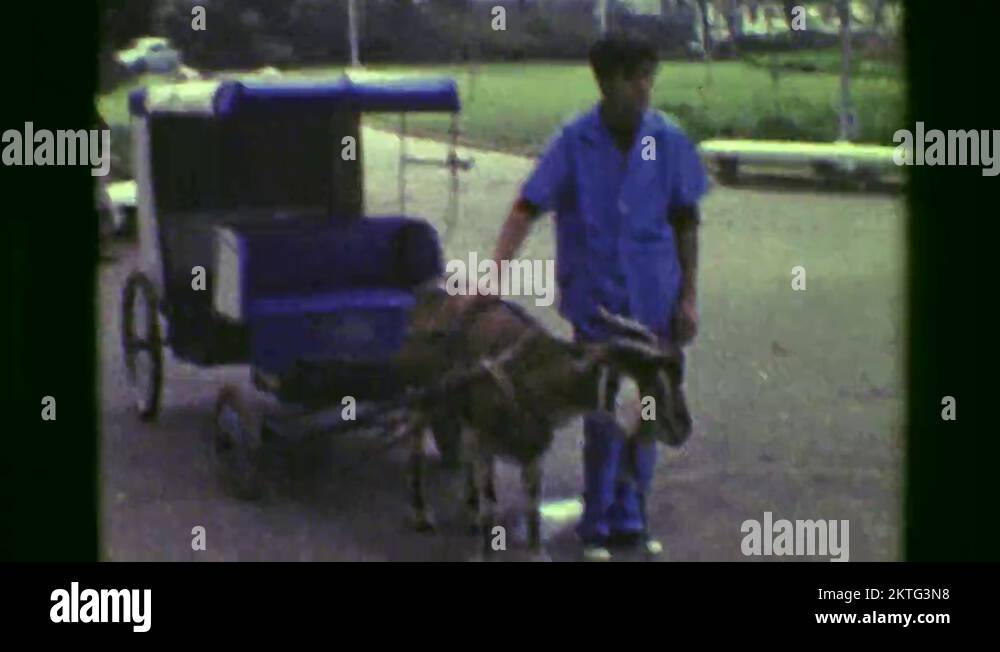 Animal powered transportation Stock Videos & Footage - HD and 4K Video ...