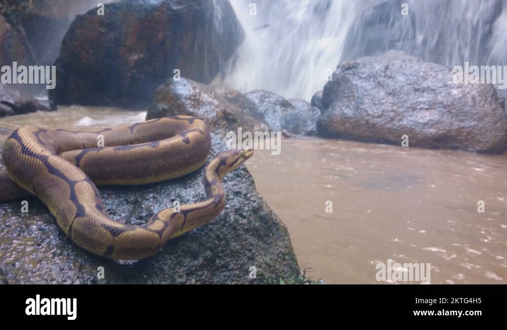 Coiling snake Stock Videos & Footage - HD and 4K Video Clips - Alamy