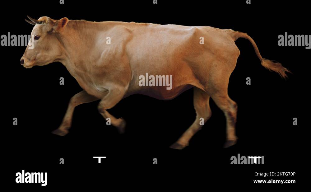 Red bull running. Animal isolated and includes alpha channel Stock ...