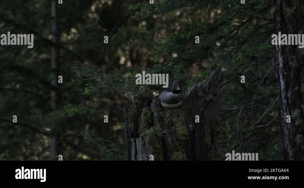 Hen on a tree trunk Stock Videos & Footage - HD and 4K Video Clips - Alamy
