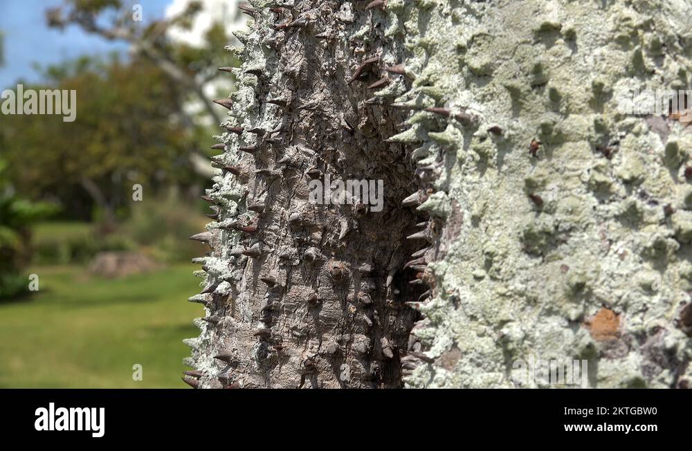 Spiny trunk of Sandbox Tree (Hura crepitans) with ants Stock Video ...