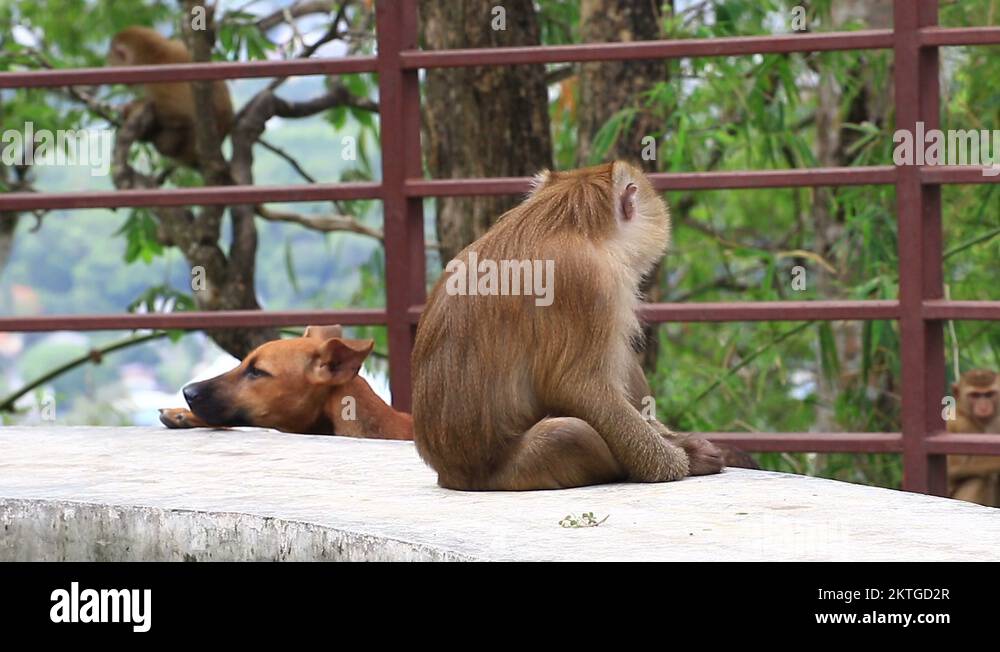 Dog monkey Stock Videos & Footage - HD and 4K Video Clips - Alamy