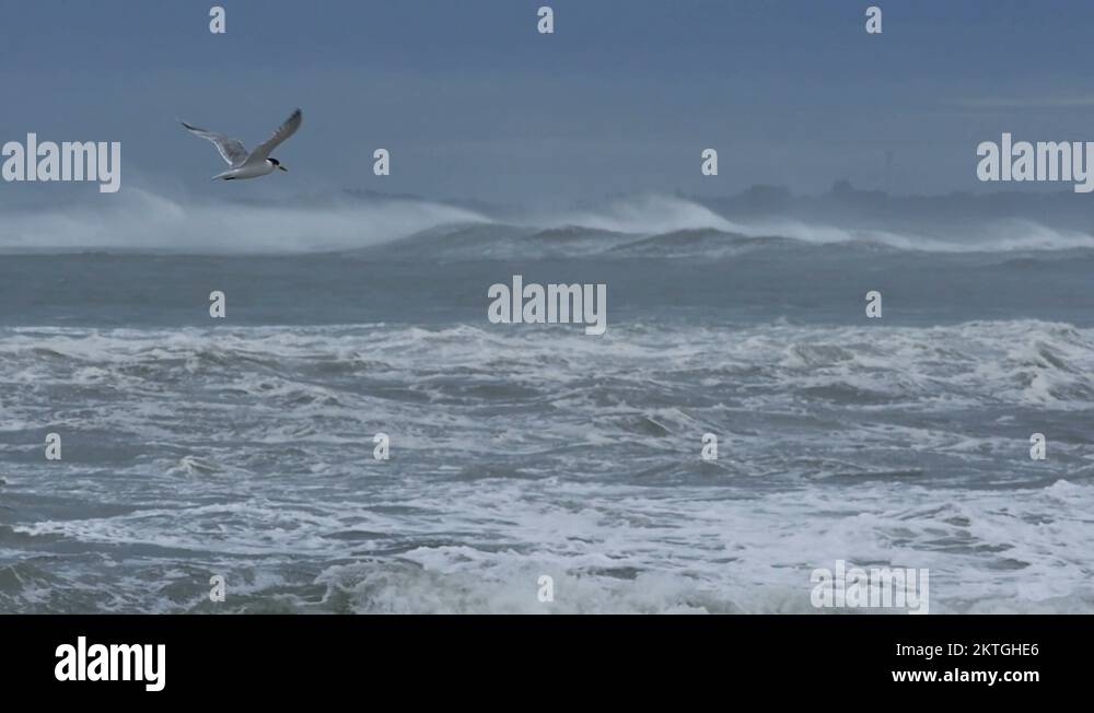 Petrel bird Stock Videos & Footage - HD and 4K Video Clips - Alamy