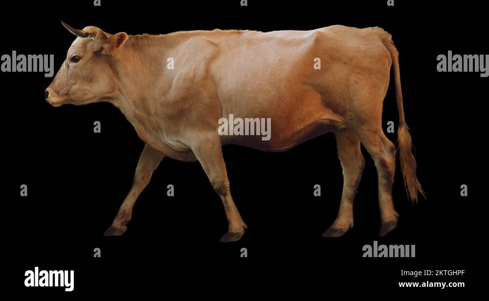 Alpha bull Stock Videos & Footage - HD and 4K Video Clips - Alamy