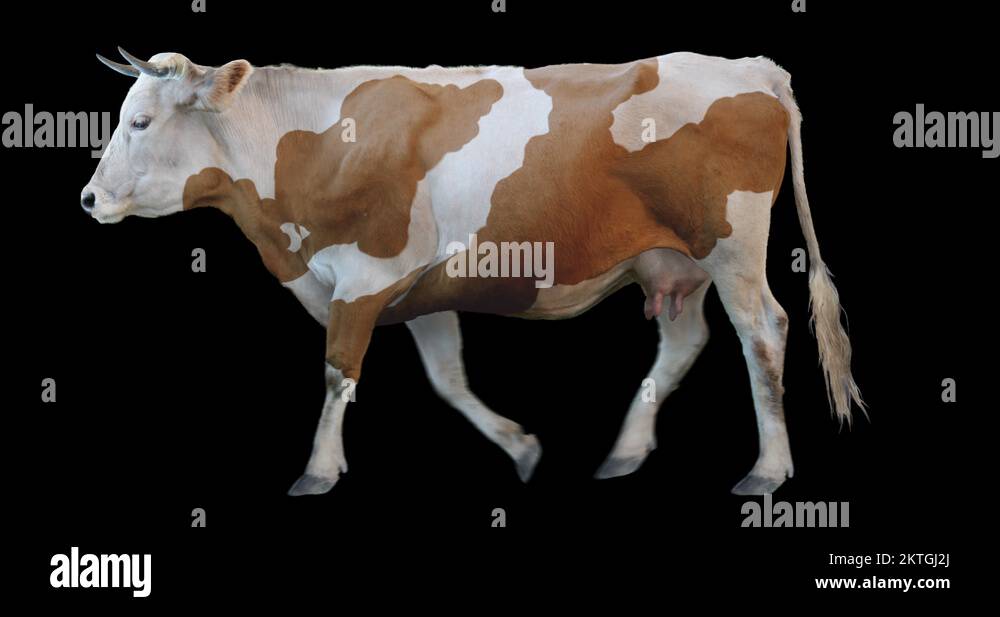 Red and white cow Stock Videos & Footage - HD and 4K Video Clips - Alamy