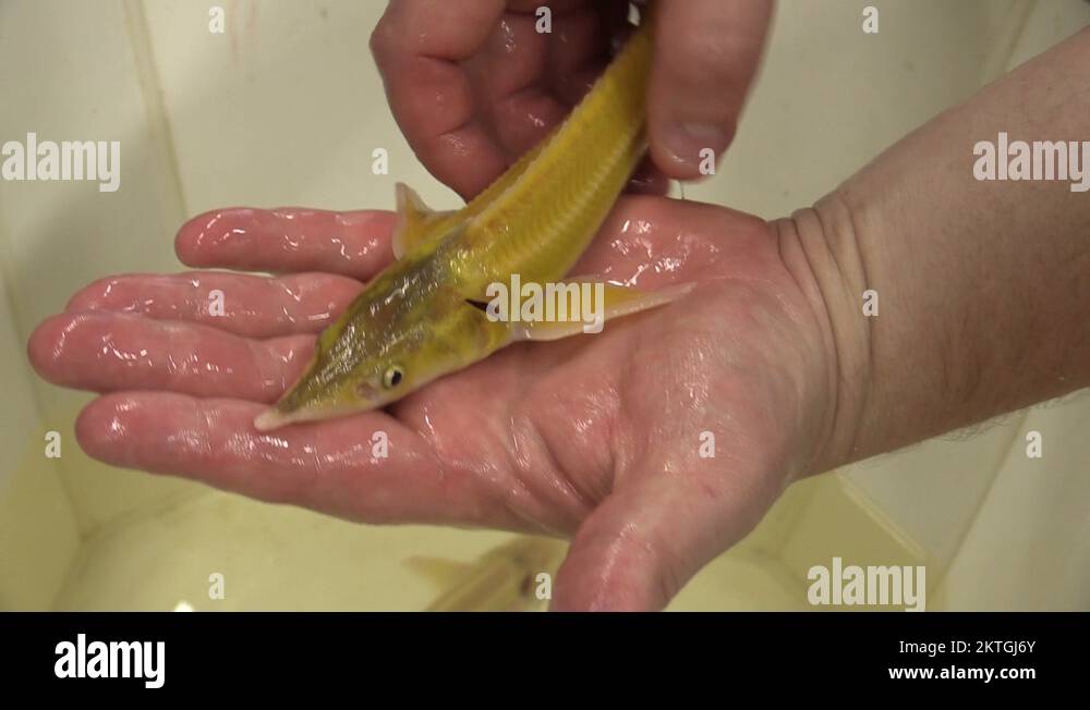 Conservation fauna Stock Videos & Footage - HD and 4K Video Clips - Alamy