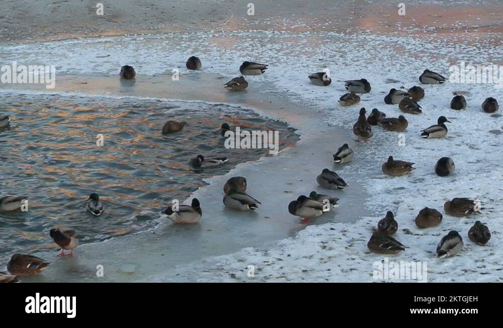 Six ducks Stock Videos & Footage - HD and 4K Video Clips - Alamy