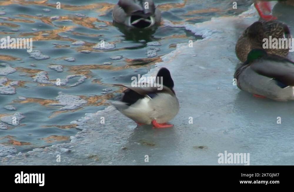 Winter and seven Stock Videos & Footage - HD and 4K Video Clips - Alamy