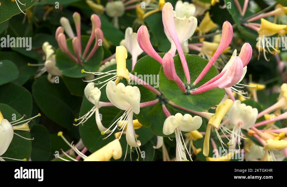 Honeysuckle garden Stock Videos & Footage - HD and 4K Video Clips - Alamy