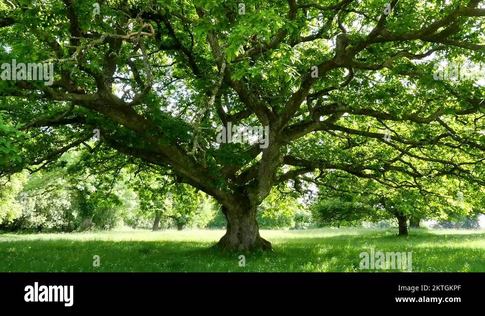 Huge old tree Stock Videos & Footage - HD and 4K Video Clips - Alamy
