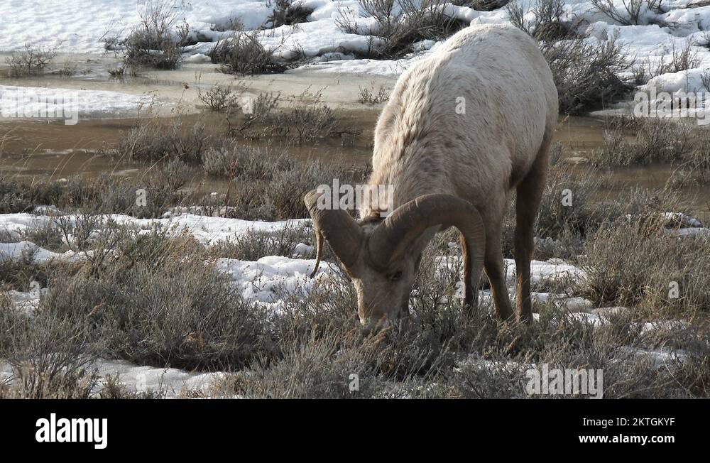 Grazing ram bighorn sheep ovis canadensis Stock Videos & Footage - HD ...