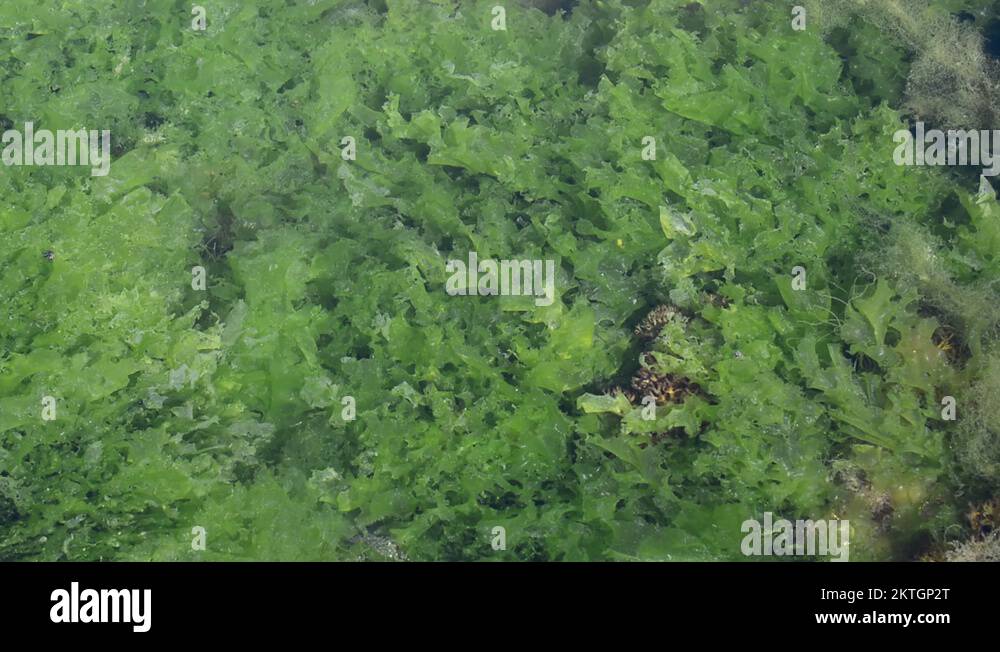 Sea lettuce (Ulva lactuca) green alga in rock pool. Zoom in Stock Video ...