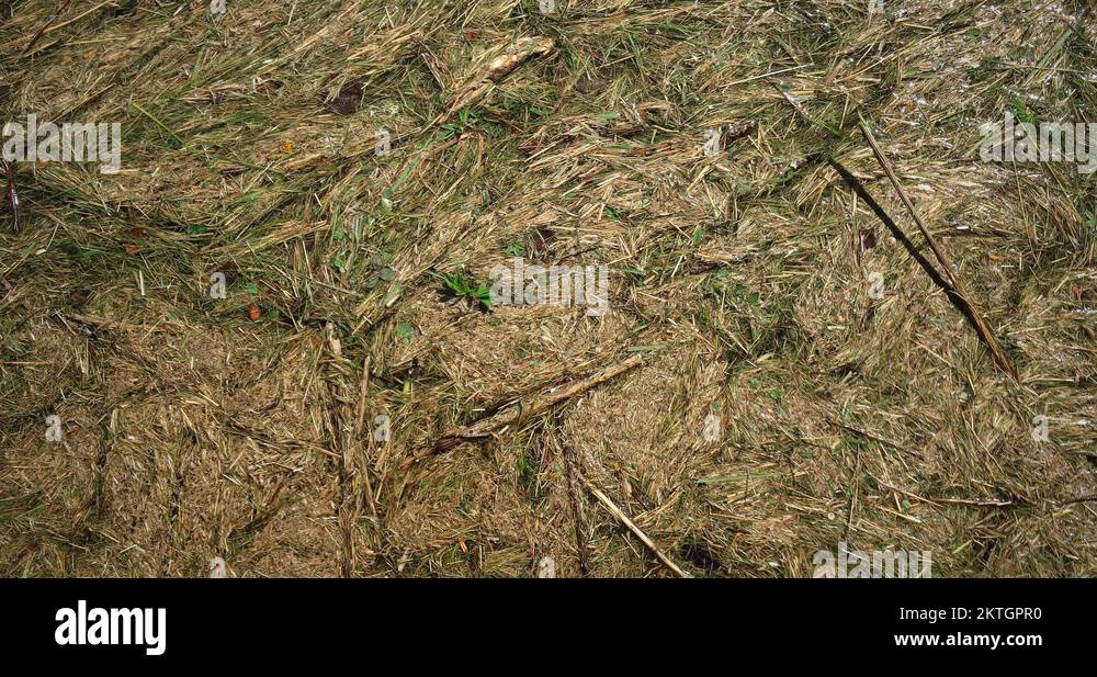 Cut grass floating on lake surface cropped view for motion backgrounds ...