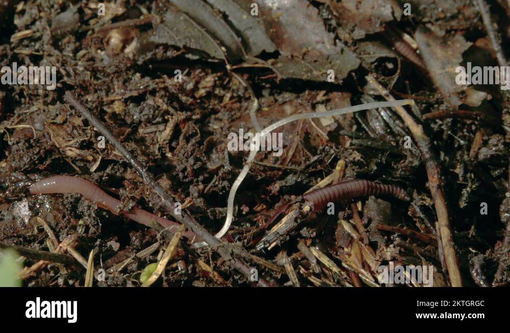 Soil creep Stock Videos & Footage - HD and 4K Video Clips - Alamy