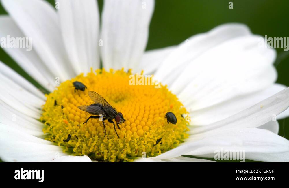 Tick flies Stock Videos & Footage - HD and 4K Video Clips - Alamy