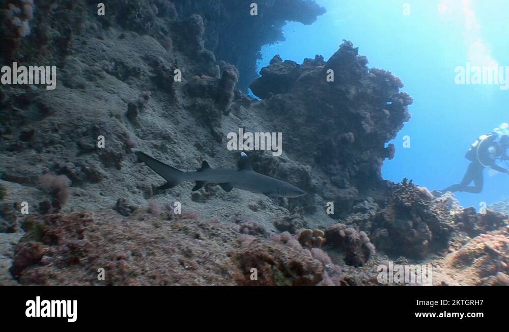 Fascinating dives with reef sharks. Diving in the Red sea near Egypt ...