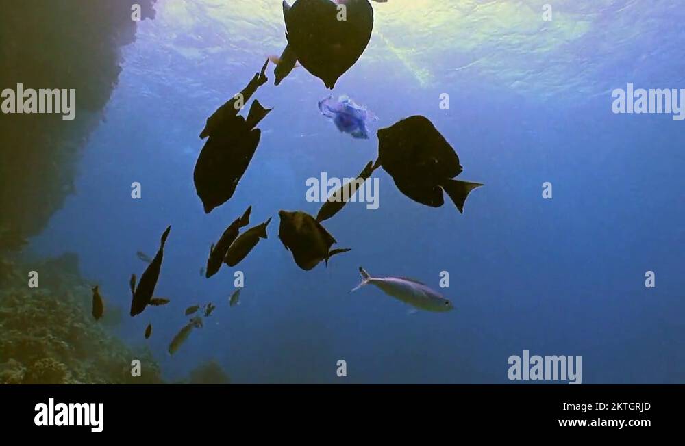 Tropical fish are attacking the jellyfish. Diving in the Red sea near ...