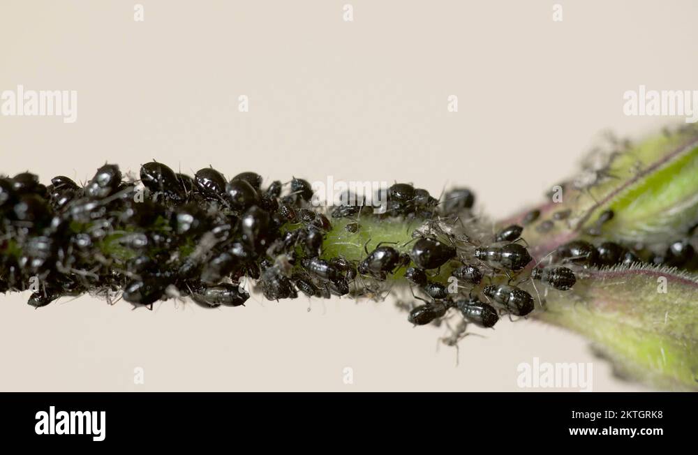 Aphid insects Stock Videos & Footage - HD and 4K Video Clips - Alamy