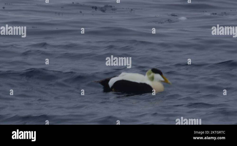 Eider swimming Stock Videos & Footage - HD and 4K Video Clips - Alamy