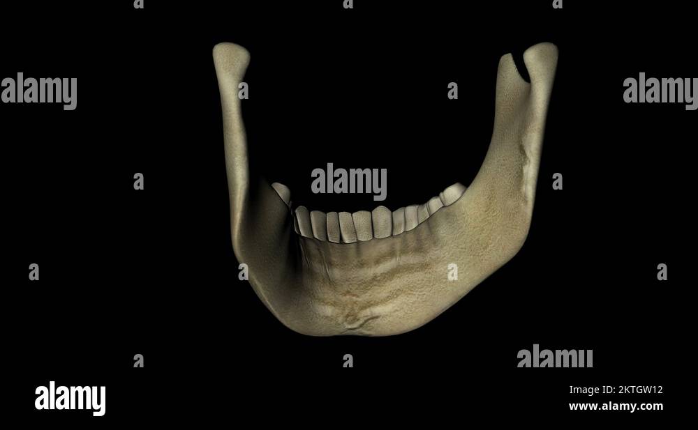 Mandibular bone Stock Videos & Footage - HD and 4K Video Clips - Alamy