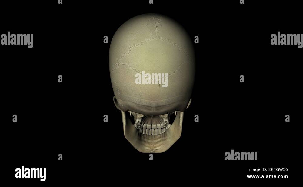 Skeleton skull cranium Stock Videos & Footage - HD and 4K Video Clips ...