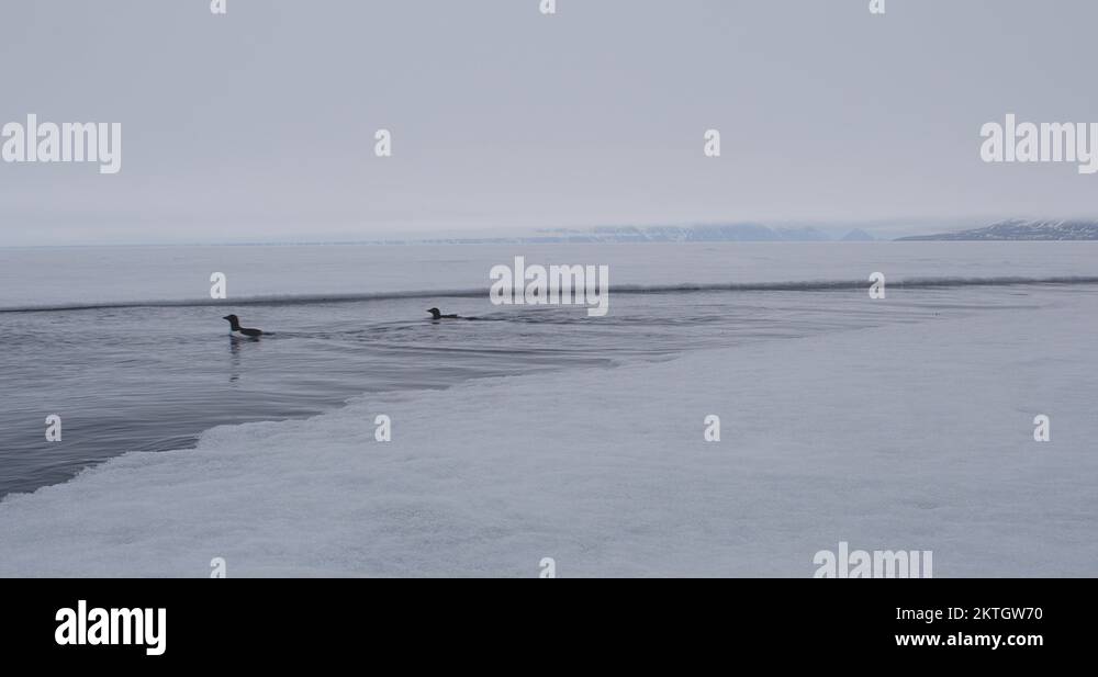 Ice bits Stock Videos & Footage - HD and 4K Video Clips - Alamy