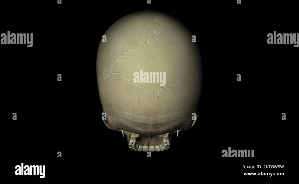 Skull Cranium without mandible bone Stock Video Footage - Alamy