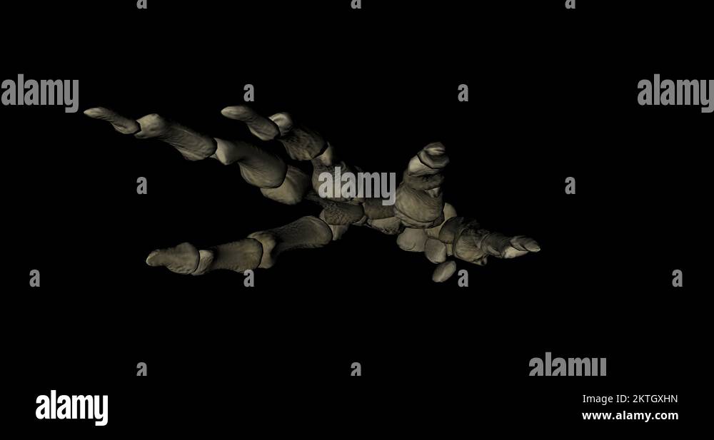 Bone structure in human hand of a skeleton with all the bones in ...