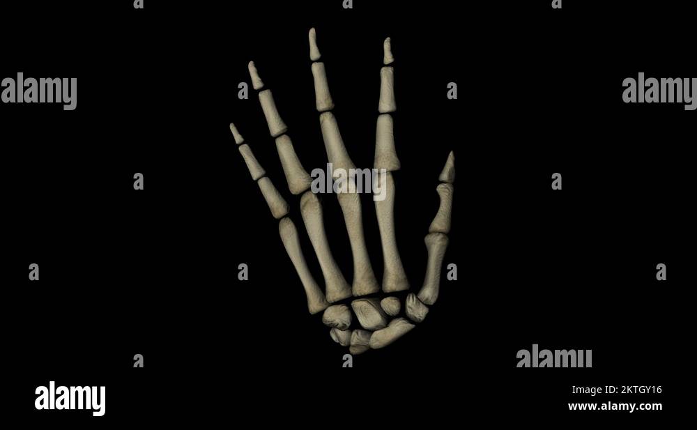 Distal phalanx bones Stock Videos & Footage - HD and 4K Video Clips - Alamy