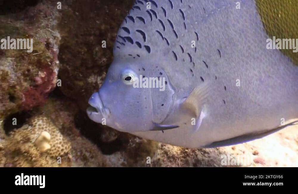 Arabian fish Stock Videos & Footage - HD and 4K Video Clips - Alamy