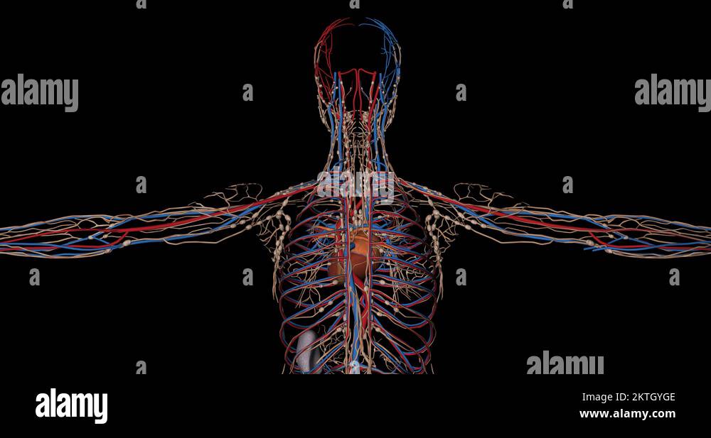 Superior part of circulatory system complete of a human body in ...
