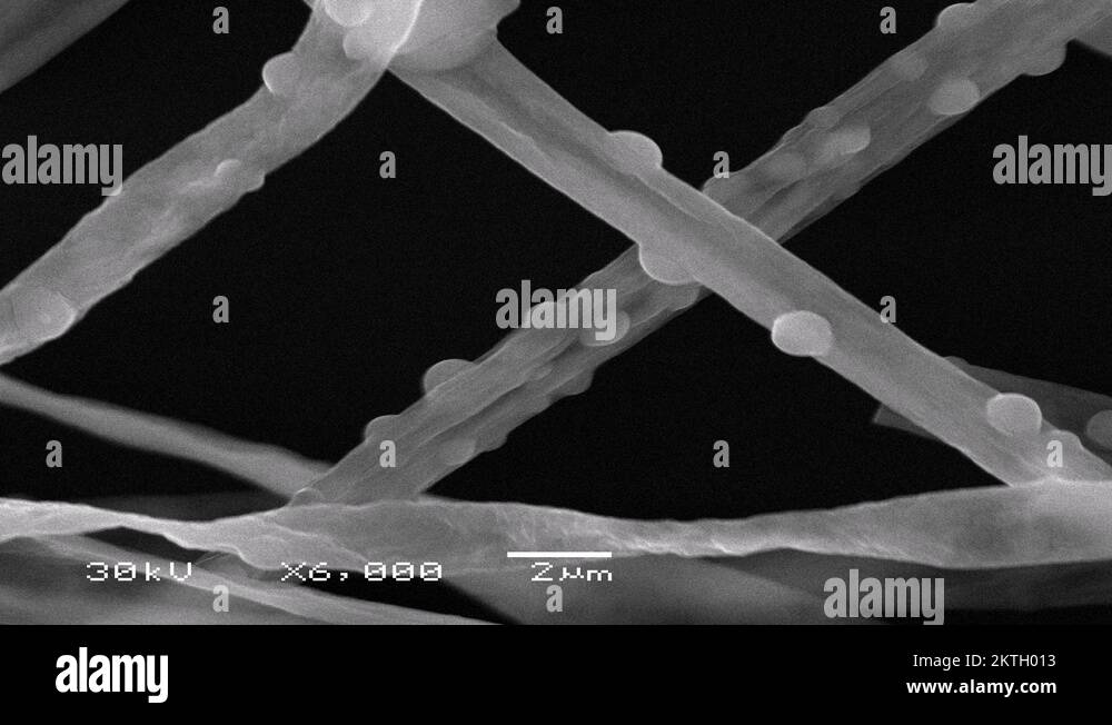 Mycelium of fungi Stock Videos & Footage - HD and 4K Video Clips - Alamy