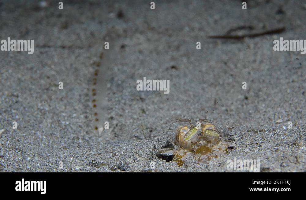 Spearing Stock Videos & Footage - HD and 4K Video Clips - Alamy