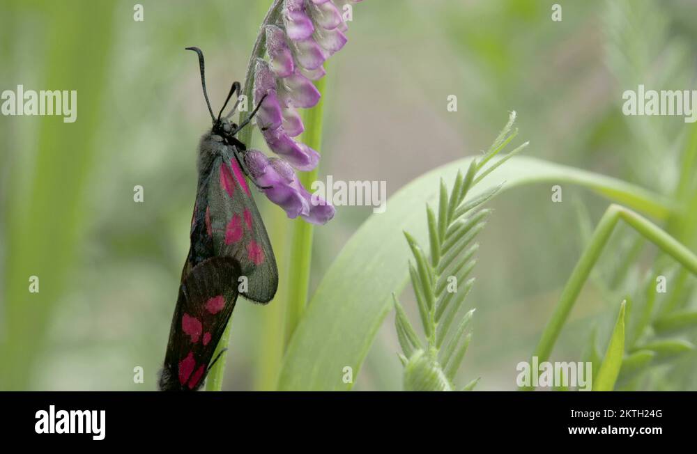 Red spot Stock Videos & Footage - HD and 4K Video Clips - Alamy