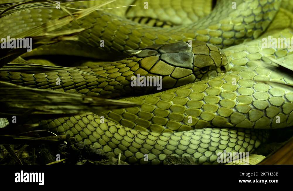 Reptile with scaly skin Stock Videos & Footage - HD and 4K Video Clips ...