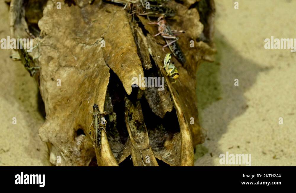 Rotten animals Stock Videos & Footage - HD and 4K Video Clips - Alamy