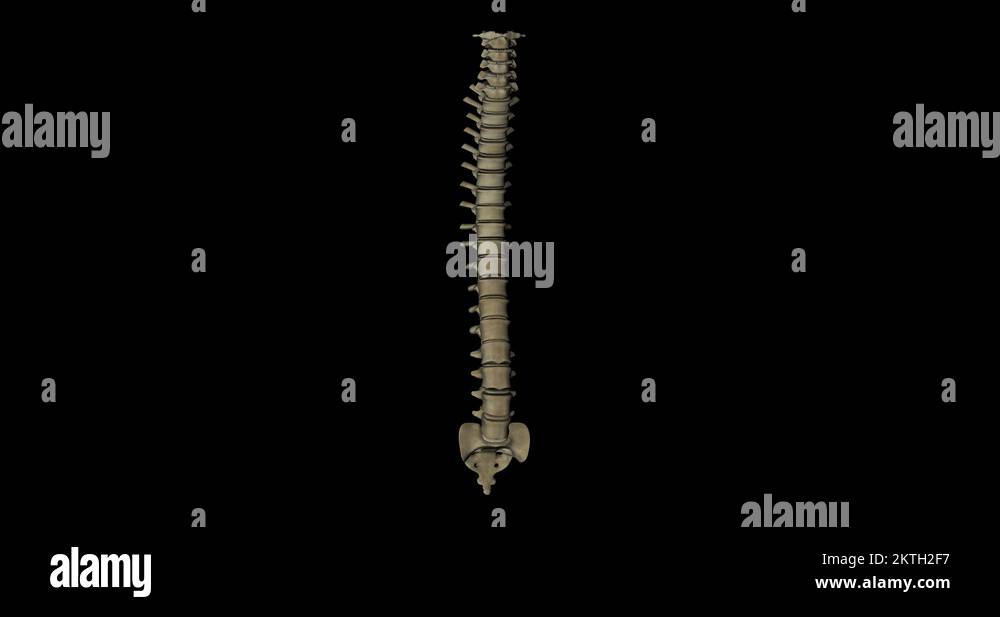 Pelvis rotation Stock Videos & Footage - HD and 4K Video Clips - Alamy