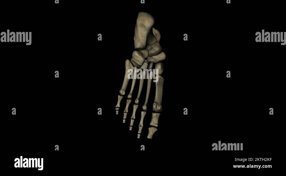Bottom of foot anatomy Stock Videos & Footage - HD and 4K Video Clips ...