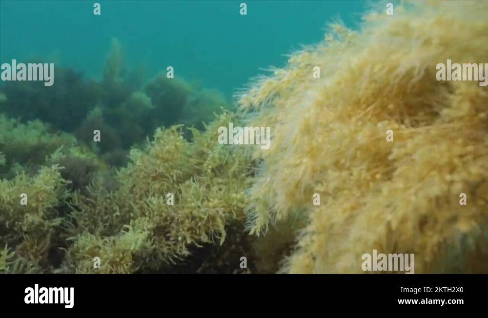 Weedy seadragon Stock Videos & Footage - HD and 4K Video Clips - Alamy