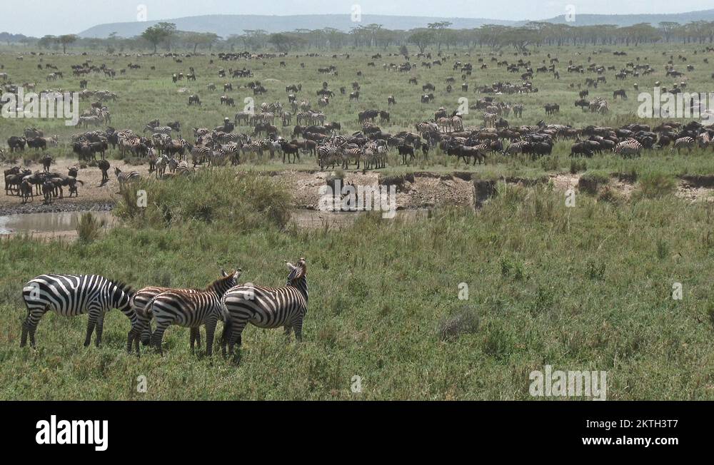 Zebra migration Stock Videos & Footage - HD and 4K Video Clips - Alamy